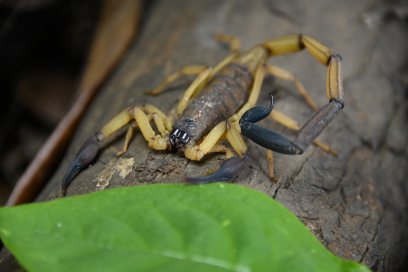 Costa Rica será pionero en creación de antídoto contra escorpiones ...